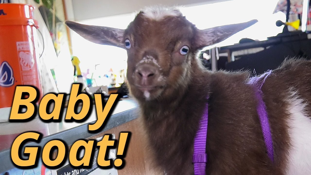 Funny Baby Goat Memes Credit @justicesherae (tiktok), #funnygoats