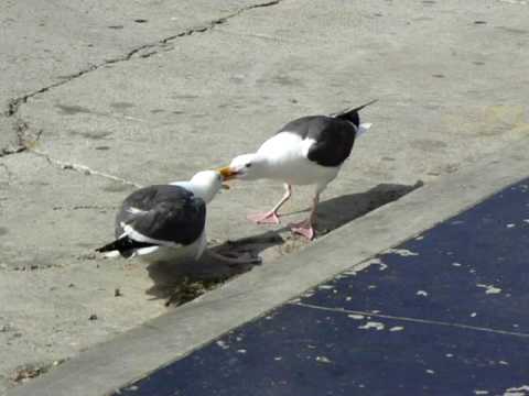 Fighting seagulls - YouTube