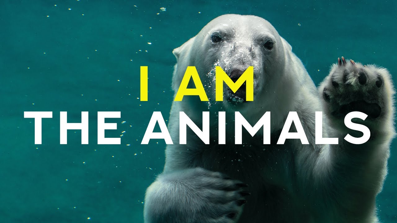I AM the animals - YouTube