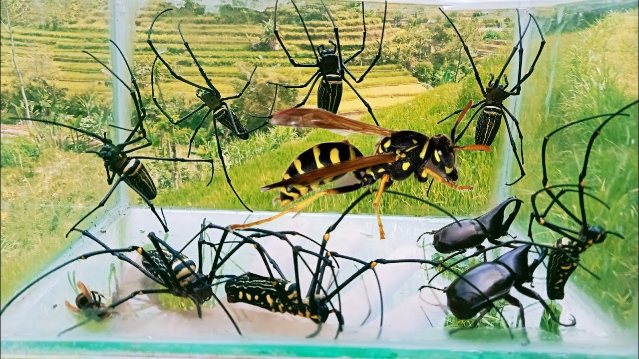 Beetle season has arrived, hercules beetles, wasps, golden orb spider ...