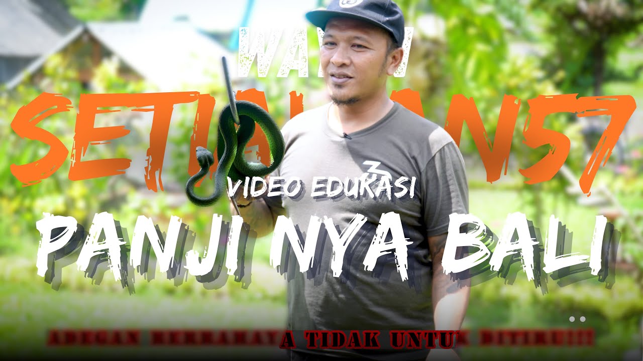 WAYAN SETIAWAN || MASYARAKAT HARUS MENDAPATKAN EDUKASI TENTANG ULAR ‼️ ...