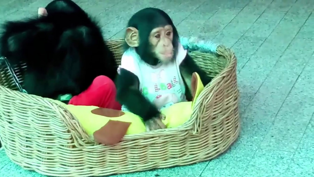 Two Chimpanzee brothers play together in the basket - YouTube