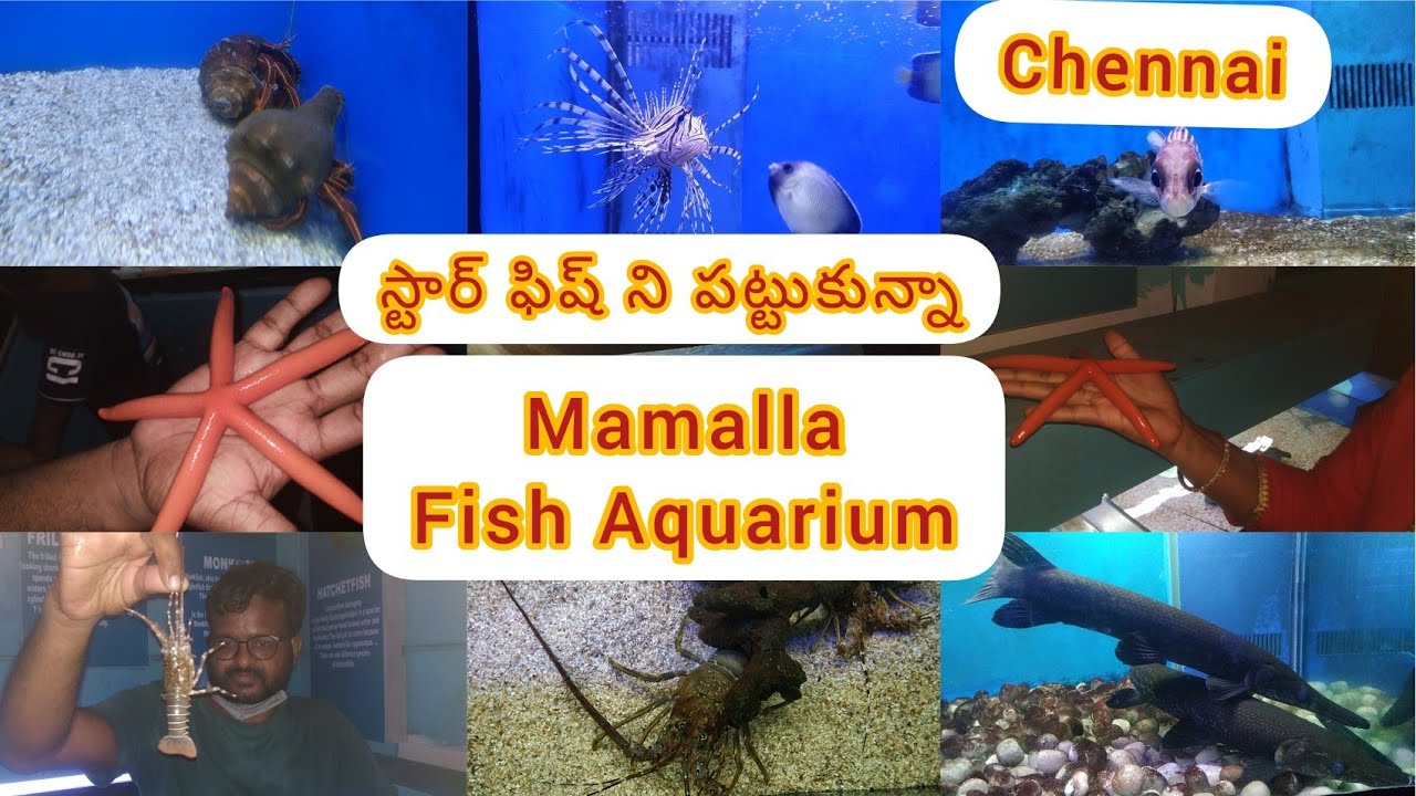 Mamalla Fish Aquarium Chennai near by Mahabalipuram.Indian seashell ...