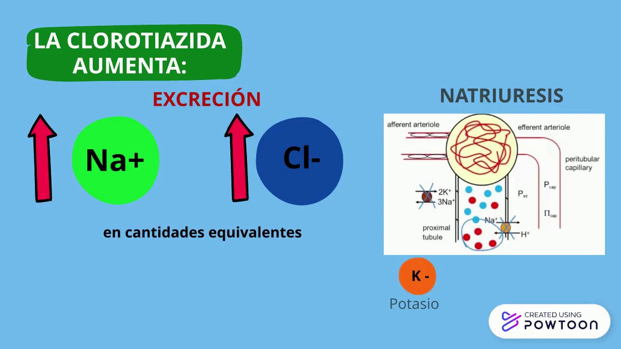 MECANISMO DE ACCION CLOROTIAZIDA - YouTube