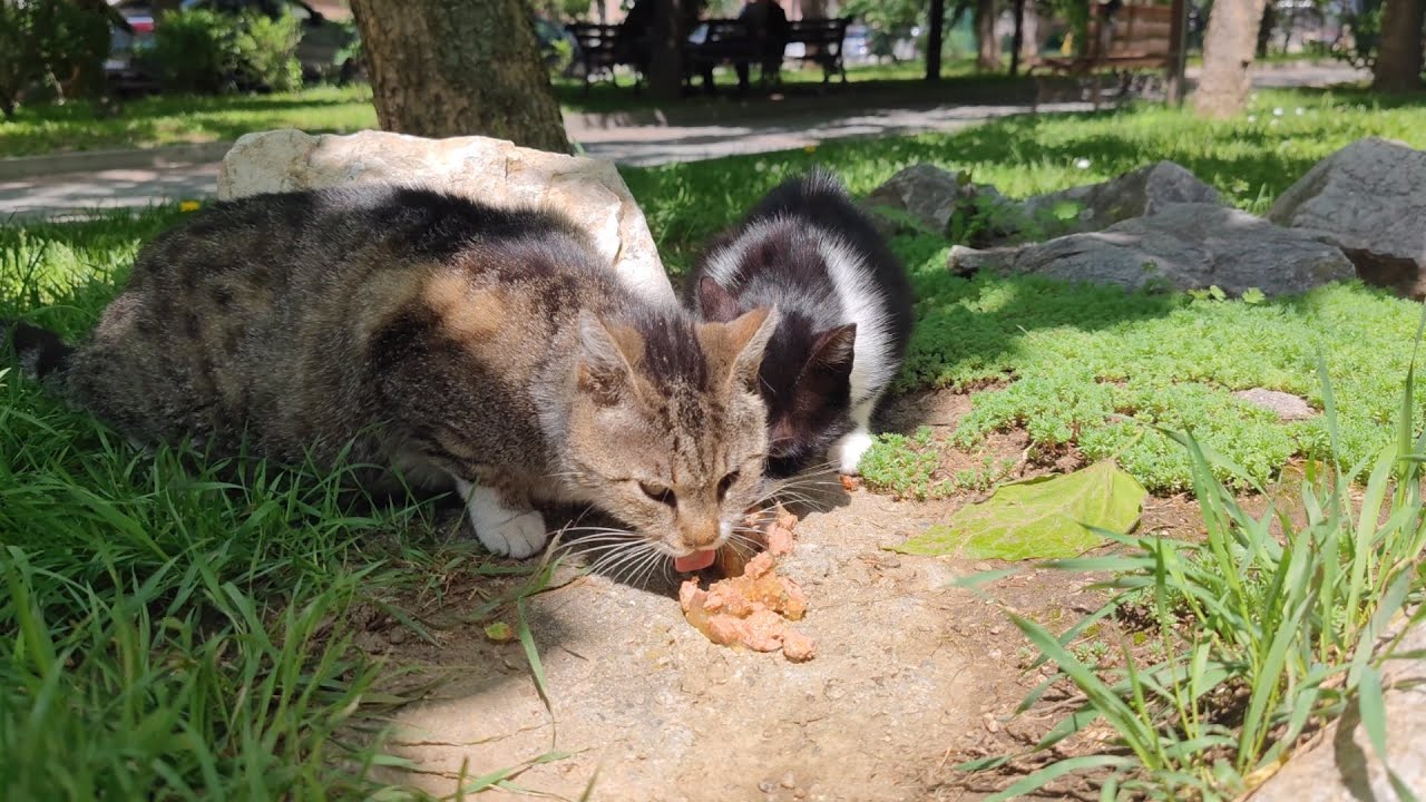 You will fall in love with the cute street cats that live in this park ...