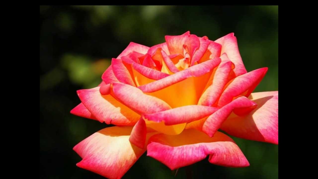 Andre Rieu - The red rose cafe - YouTube