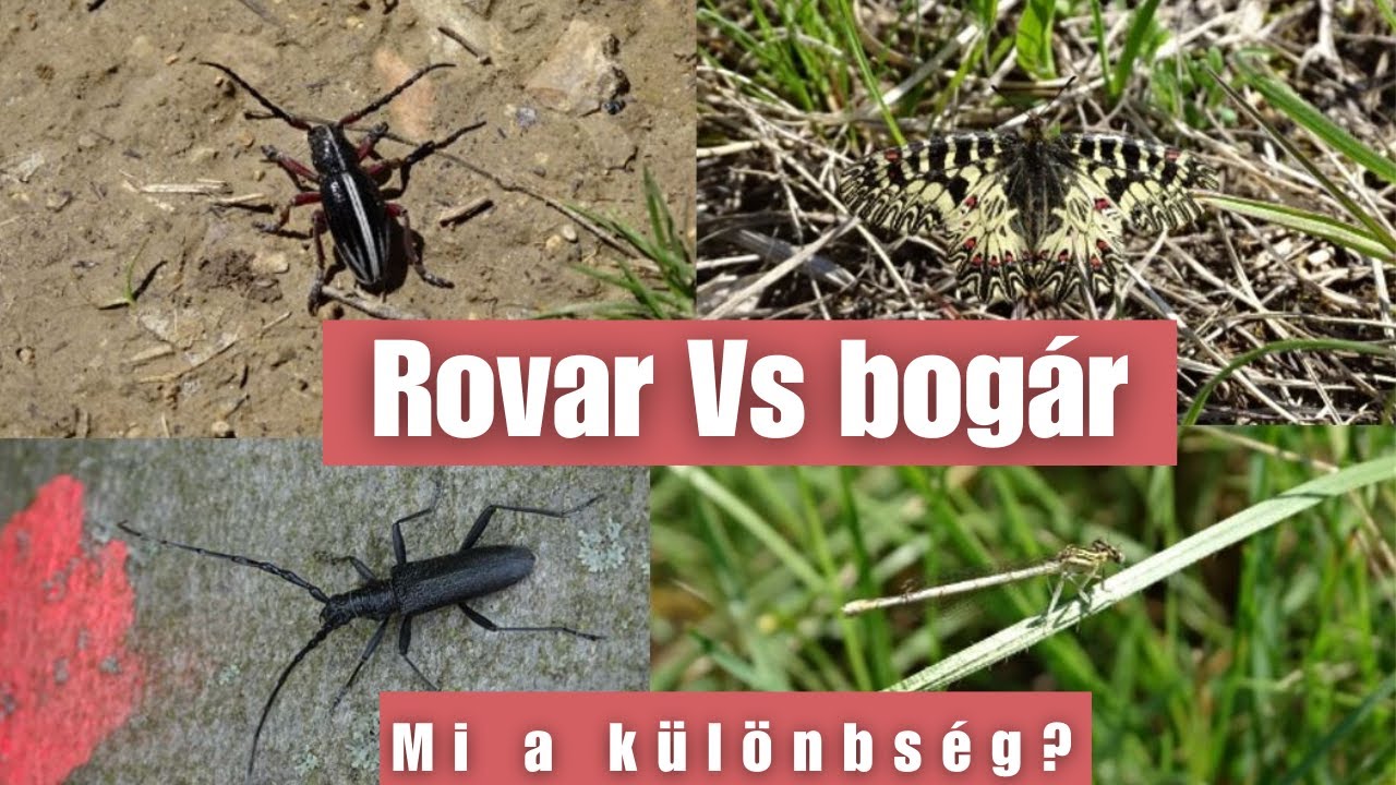 Miért nem bogár a szúnyog vagy a poloska? Avagy mik a bogár és a rovar ...
