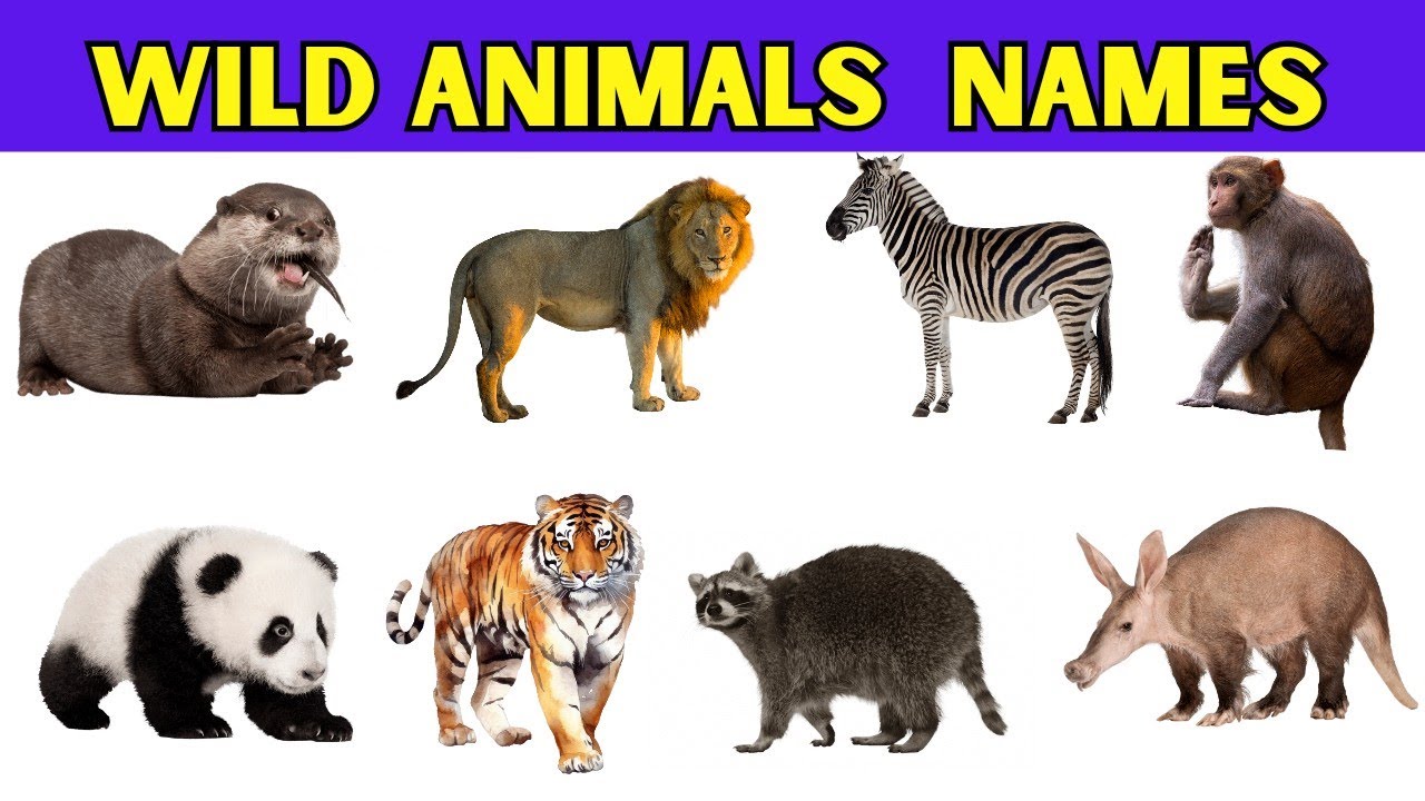 Wild Animals Name | 50 Wild Animals Names In English With Pictures ...