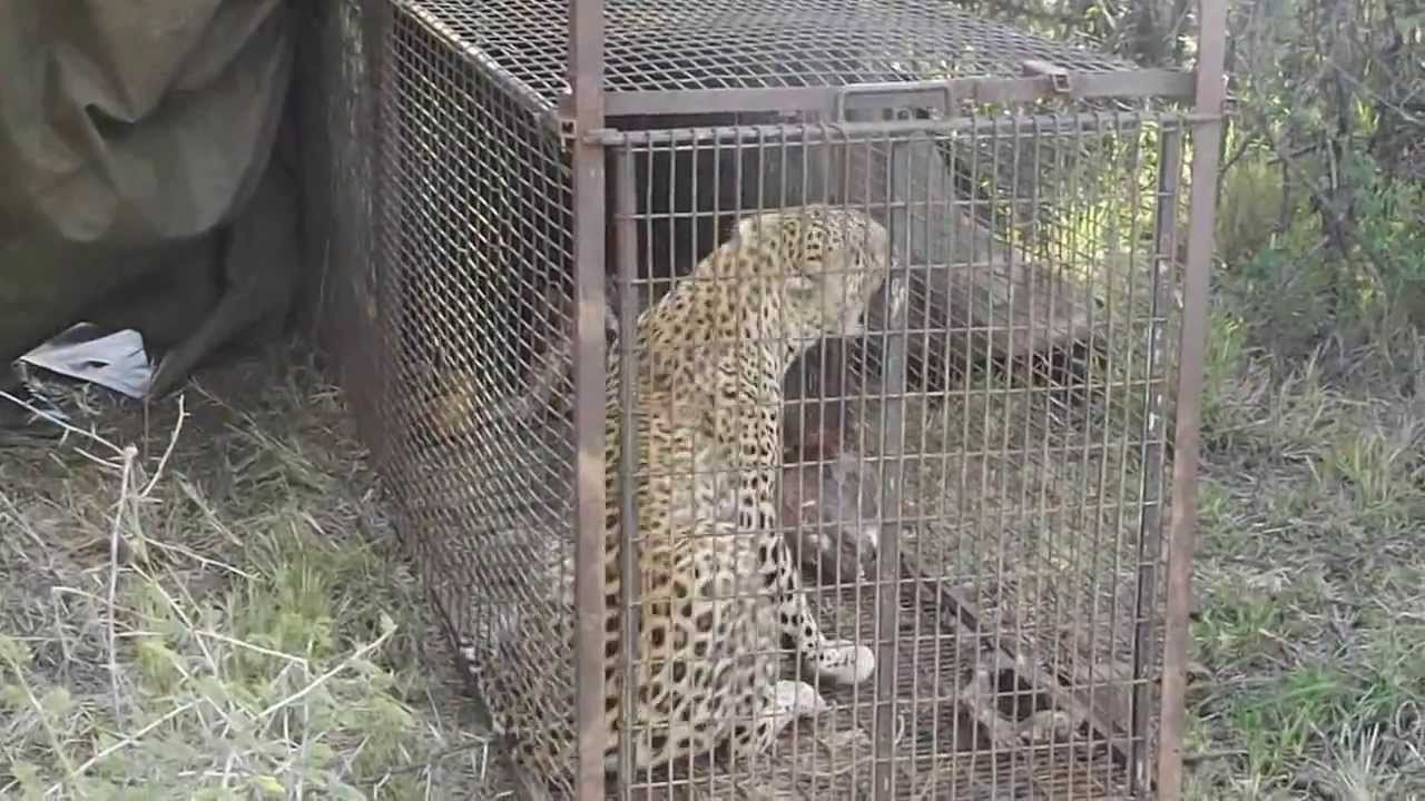 A leopard was caught at Mokopane ... - YouTube