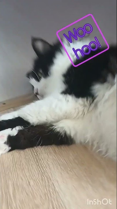 Новая игрушка Томаса 😆🐭.со звуковым механизмом 🔊#кот #игрушки #котики ...