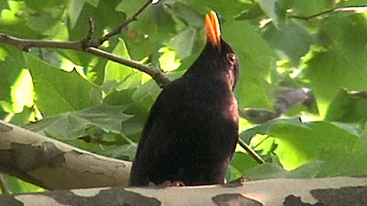 Merle - Blackbird - YouTube