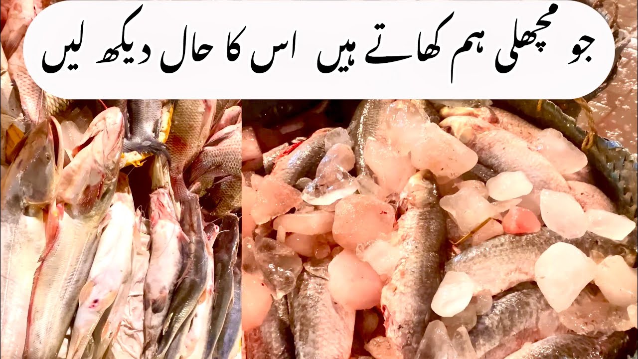 Raho Bam Mali trout Fish / variety / Finger Fish / Grill Fish / Tawa ...