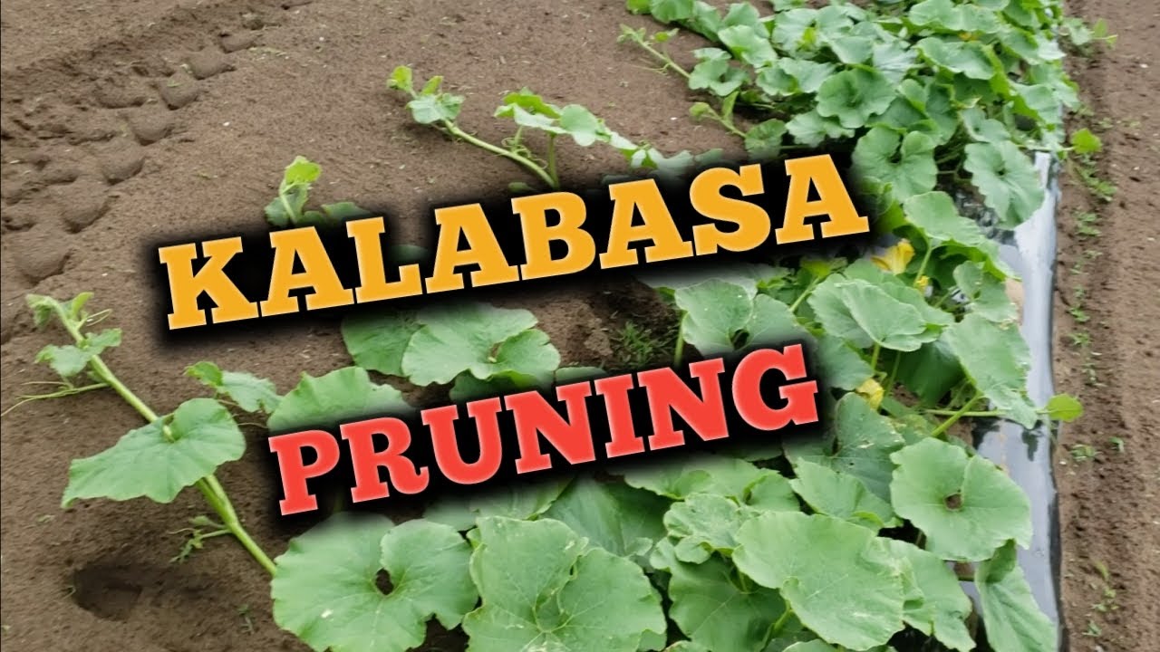 Kalabasa Pruning. Kalabasa Farming Pinoy Style. - YouTube