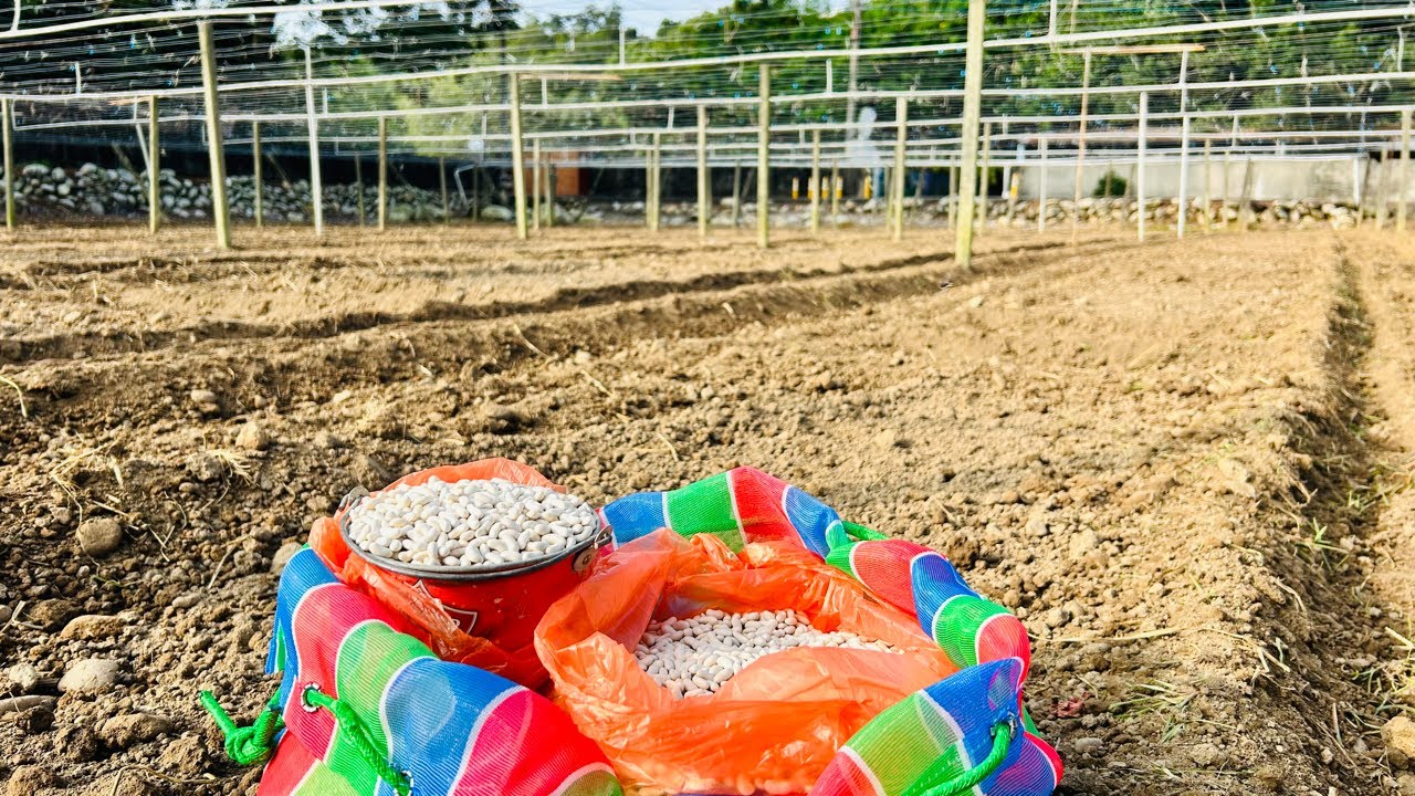 Beans Boy is live! Let’s plant beans in garden 3 Thursday morning 9 ...