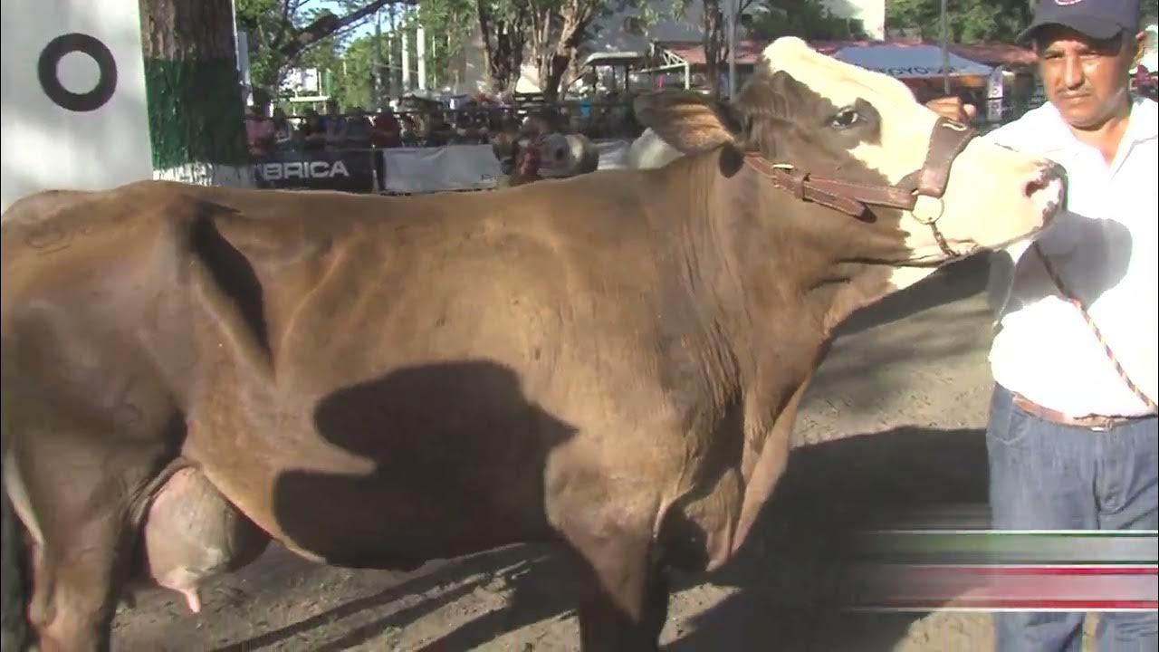 Segmento de Explicación de las Bondades de la Raza Carora - YouTube