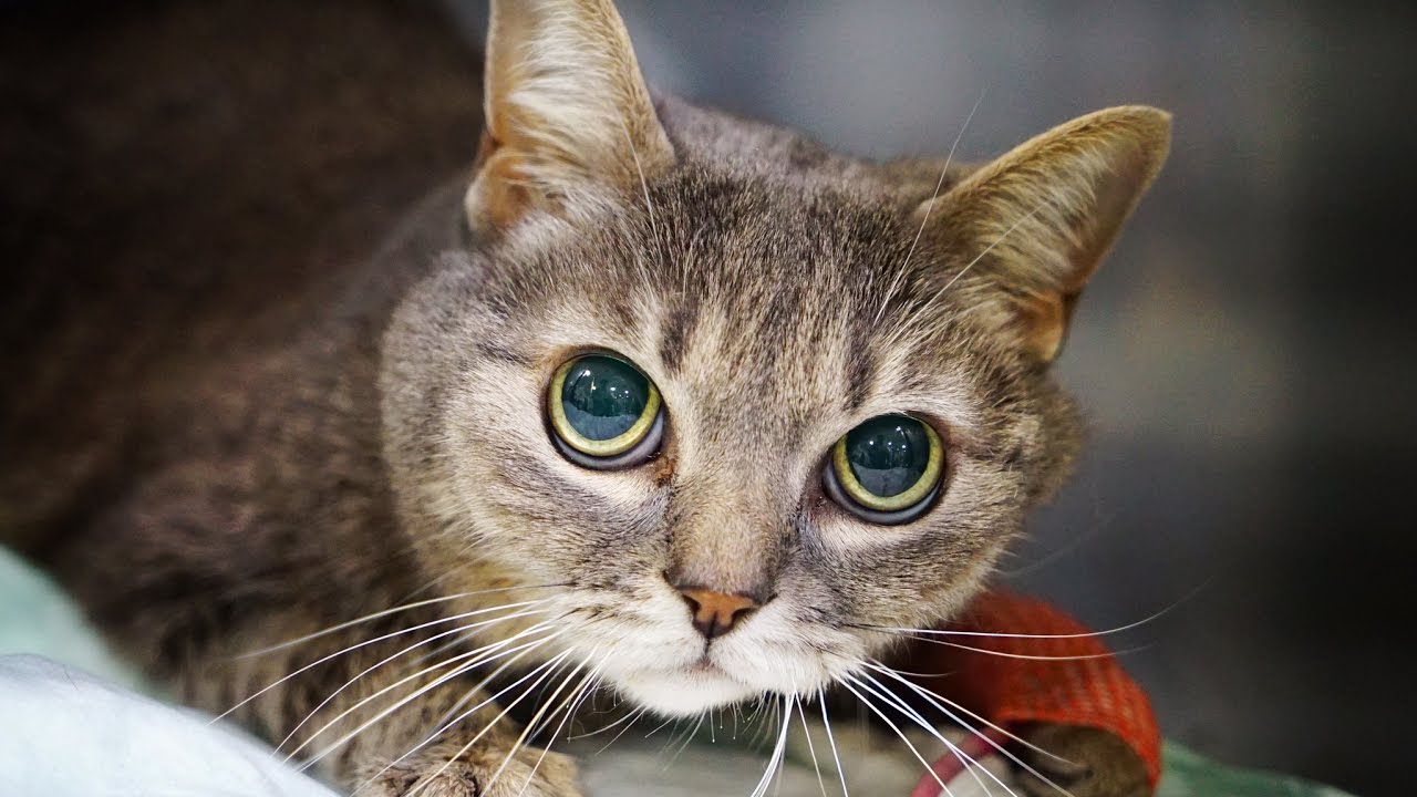 CAT HAS A MASS INSIDE HER BRAIN IS IT WORTH SAVING HER YouTube cat-has-a-mass-inside-her-brain-is-it-worth-saving-her-youtube