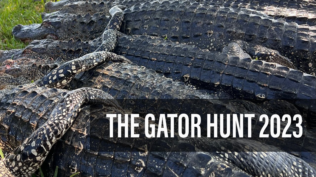 GATOR HUNT 2023 - YouTube