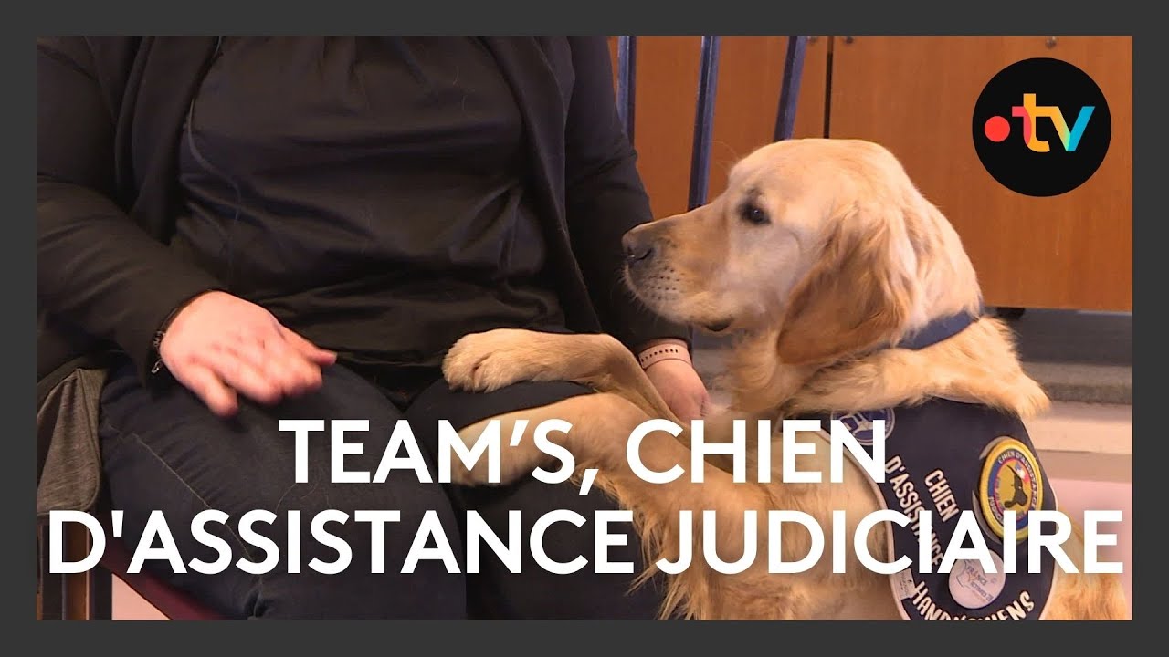 Team's, chien d'assistance judiciaire - YouTube