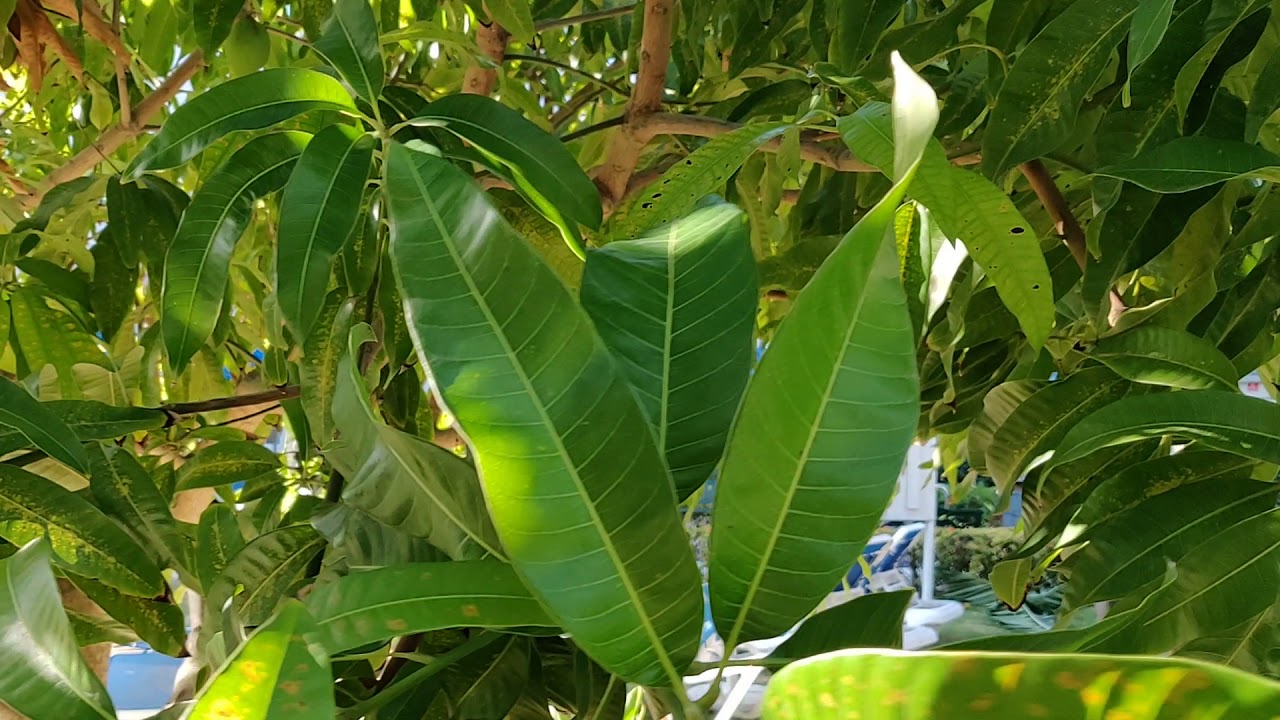 Mango tree in the Cayman Islands - YouTube