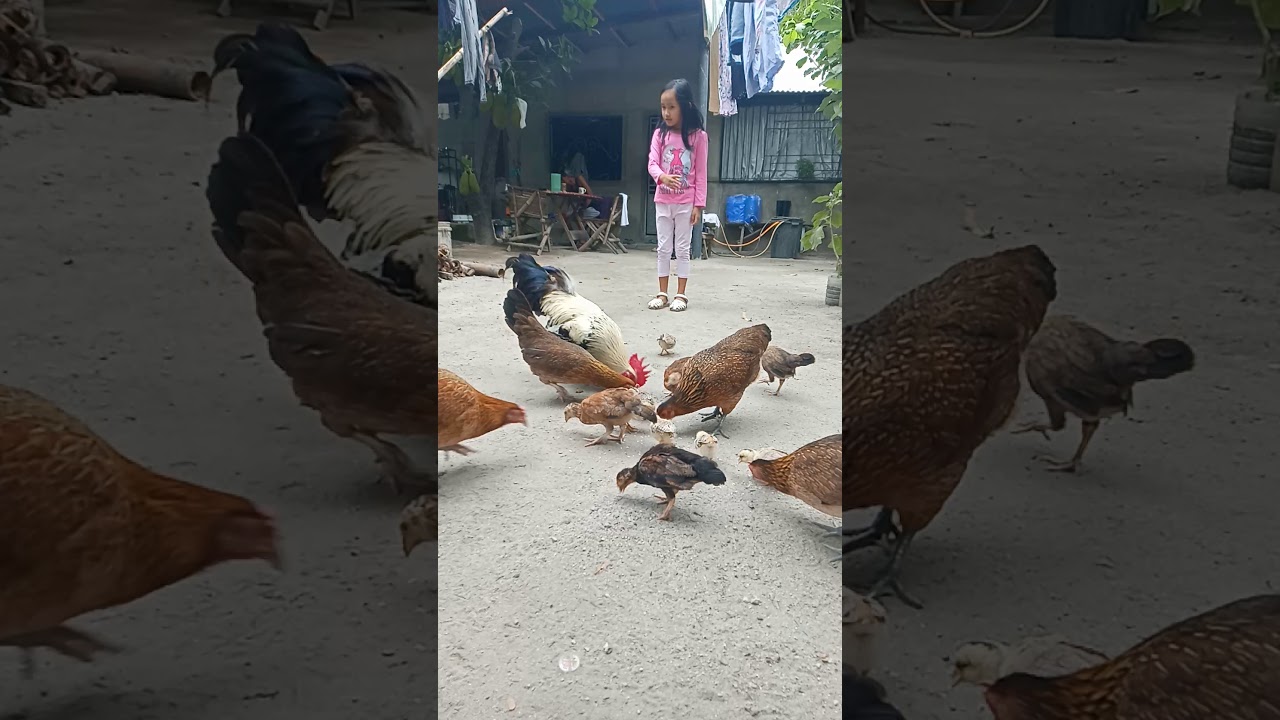 How to feed native chicken - YouTube