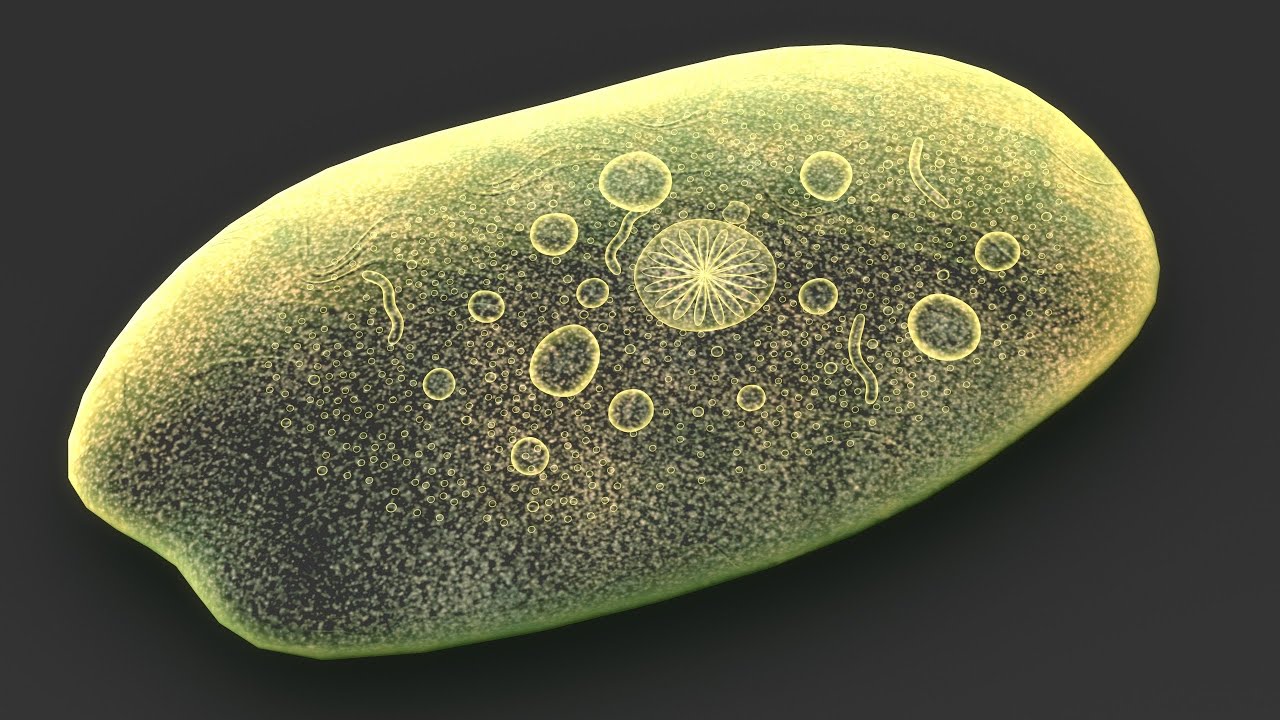 Lab11 | Intestinal Amoeba (part 2) - YouTube