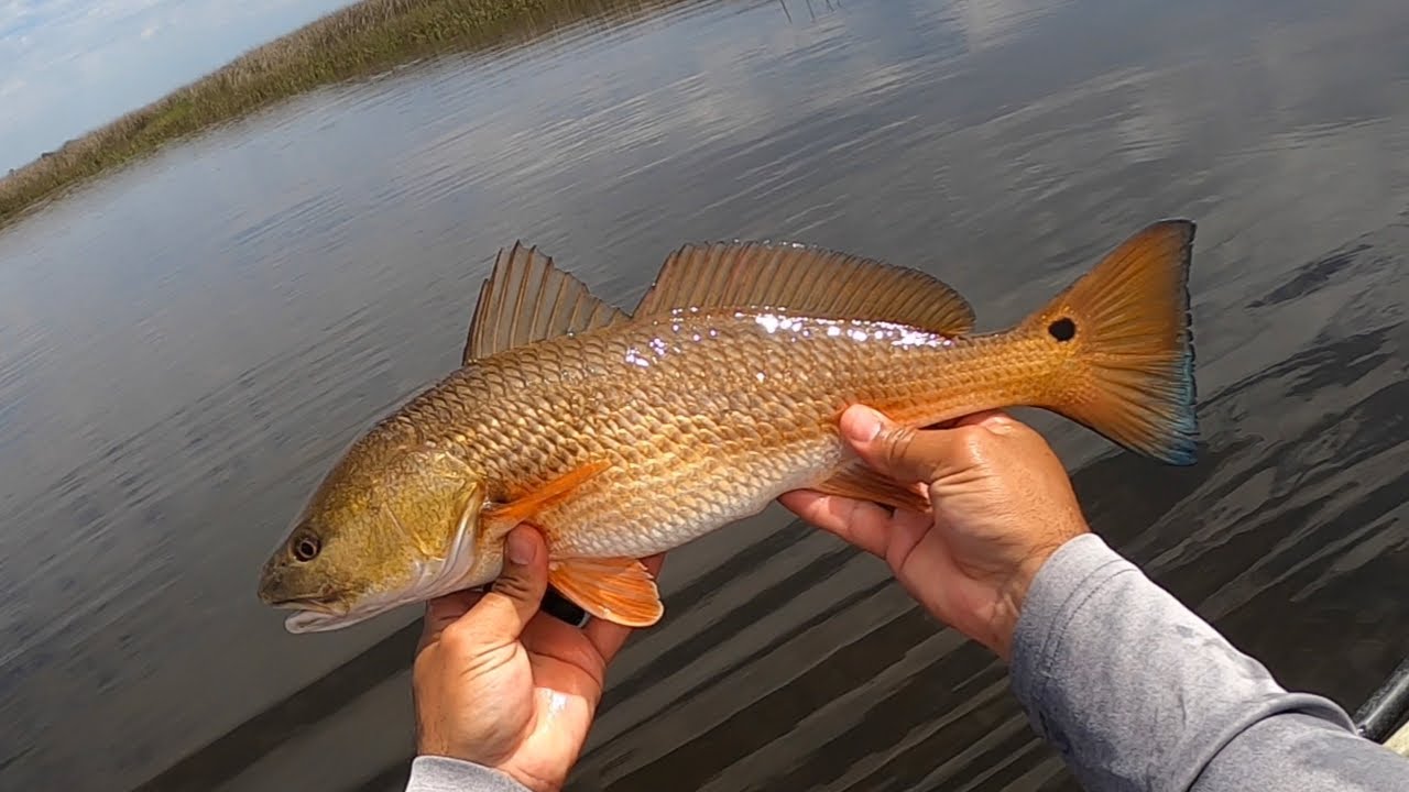 Kayak Fishing Hogtown Bayou | Redfish, Specks, and Spanish Mackerel ...
