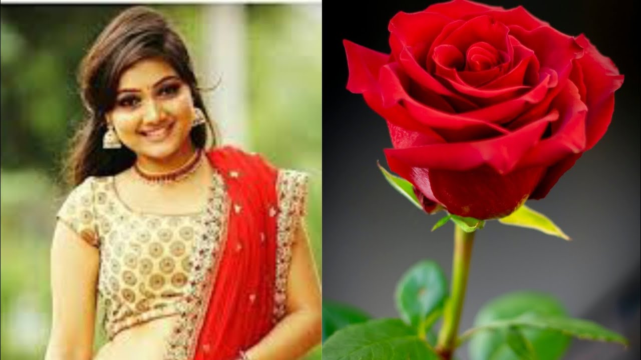 roja serial | roja vs rose flowers | roja arjun lover | - YouTube