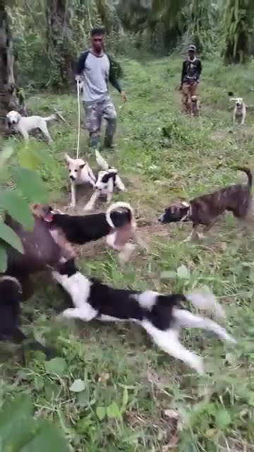 #kasongo #animals - YouTube