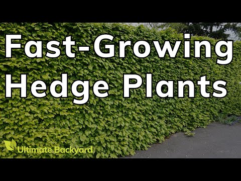 9 Fastest Growing Hedge Plants in Australia