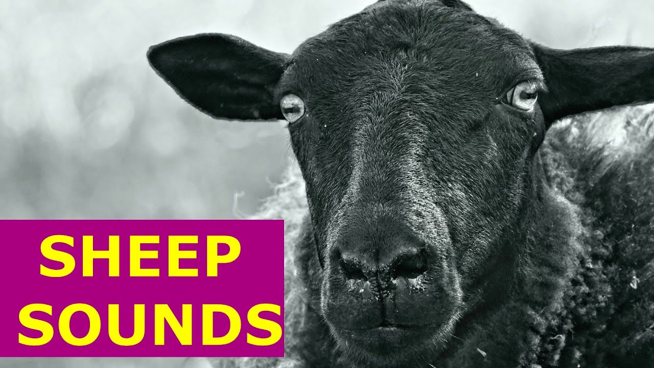 Sheep sound bleat - The Sound of a Sheep - Pet Sounds - YouTube