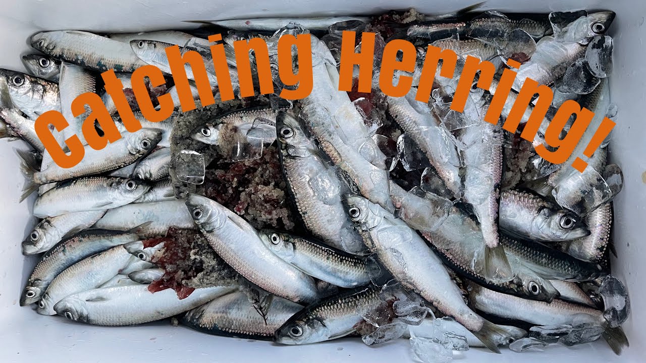 Catching Herring in San Francisco Bay! - YouTube