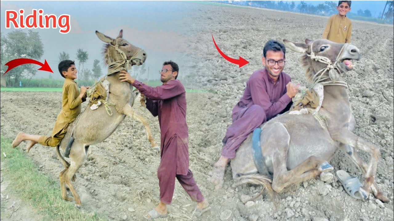Donkey Riding Karte Howa Dog Ne Attack Kar Dia | Donkey Riding - YouTube