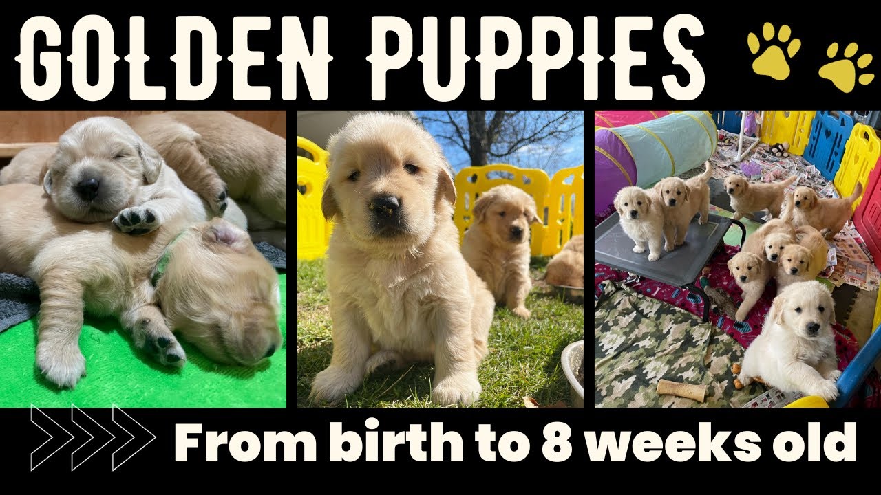 Golden Retriever Puppies from Birth to 8 Weeks Old - Golden Puppies ...