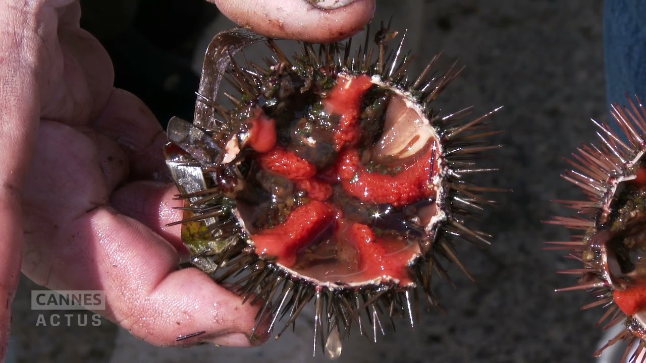 La traditionnelle oursinade au Moure Rouge à Cannes - Édition 2017 ...