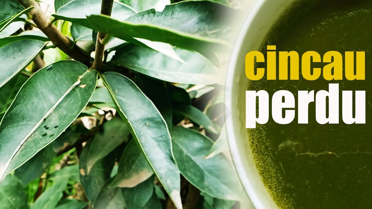 PENGOLAHAN CINCAU PERDU | HOW TO MAKE GREEN GRASS JELLY - YouTube