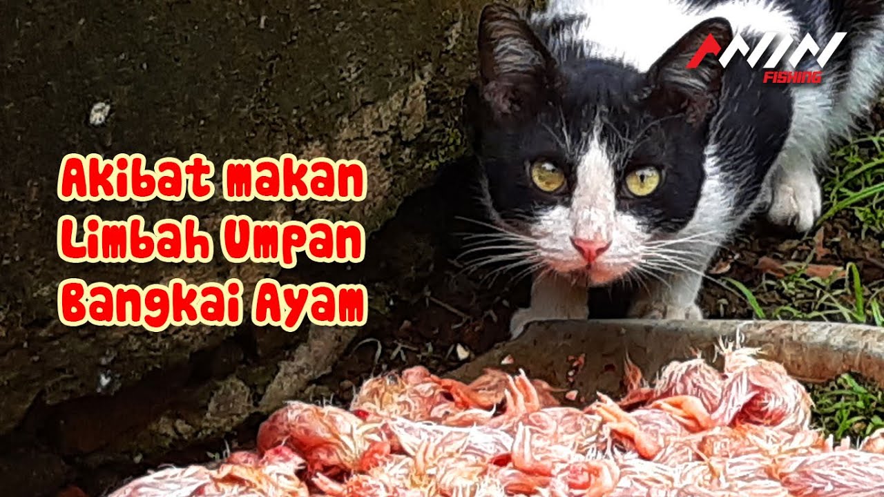 Ini Yang Terjadi Ketika Kucing Makan Bangkai Ayam Limbah Umpan Lele ...