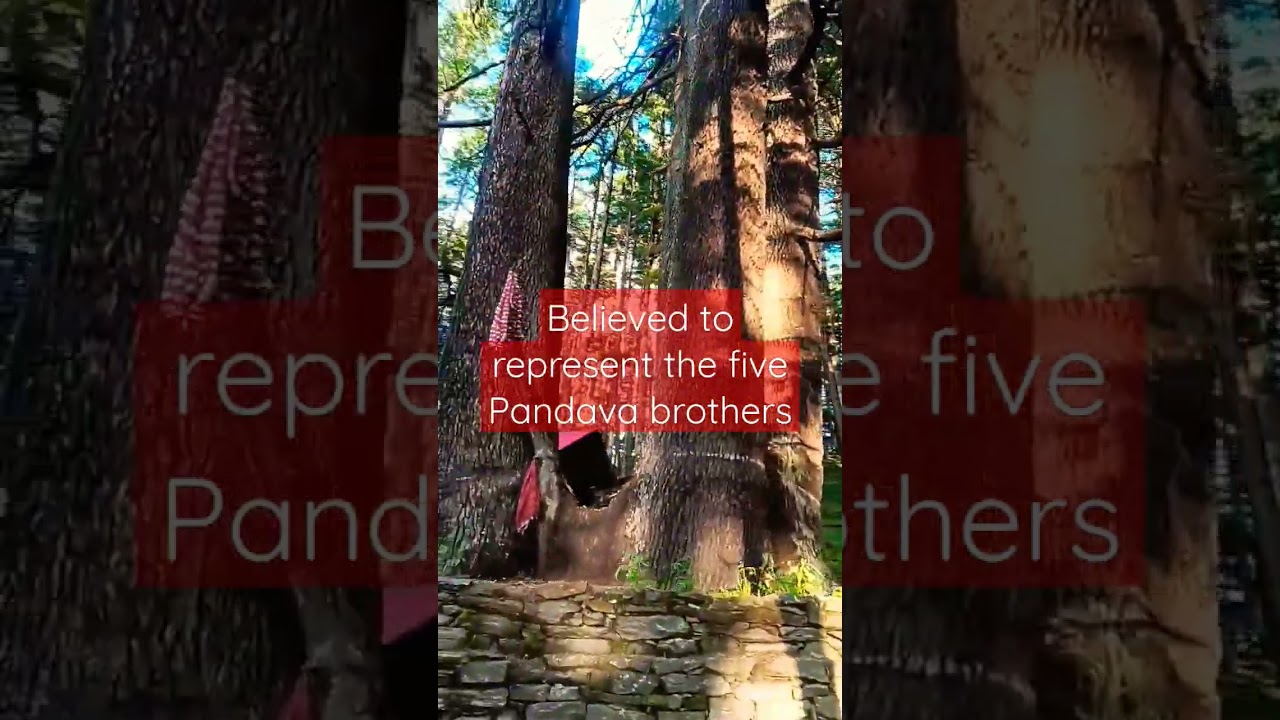 Panch Pandavas Tree @Kharshali, Himachal Pradesh - YouTube