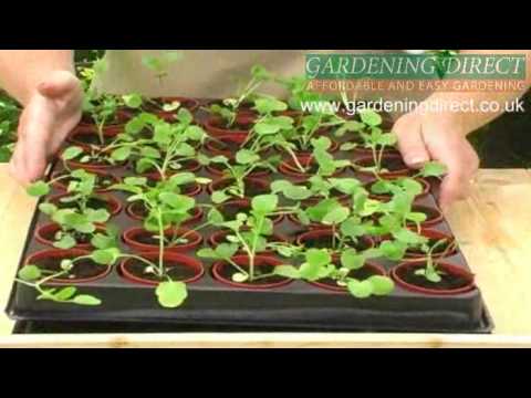 How to plant out small Plug Plants - YouTube