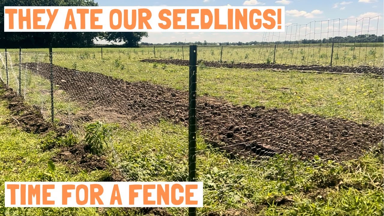 Garden Fence! Bunnies ate our seedlings in 12 hours. - YouTube
