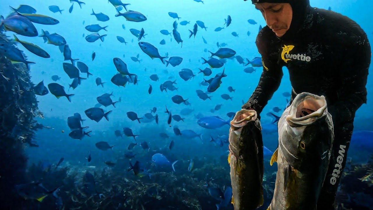 Dream location! Epic Spearfishing & Fishing Trip | Top of NZ - YouTube