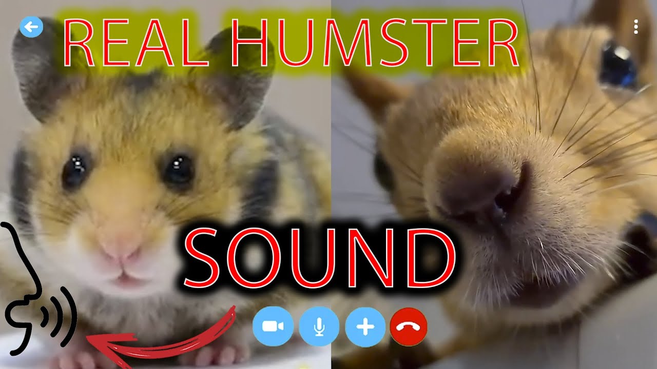 Hamster call squirrel meme | Like a hamster call meme 10 hours - YouTube