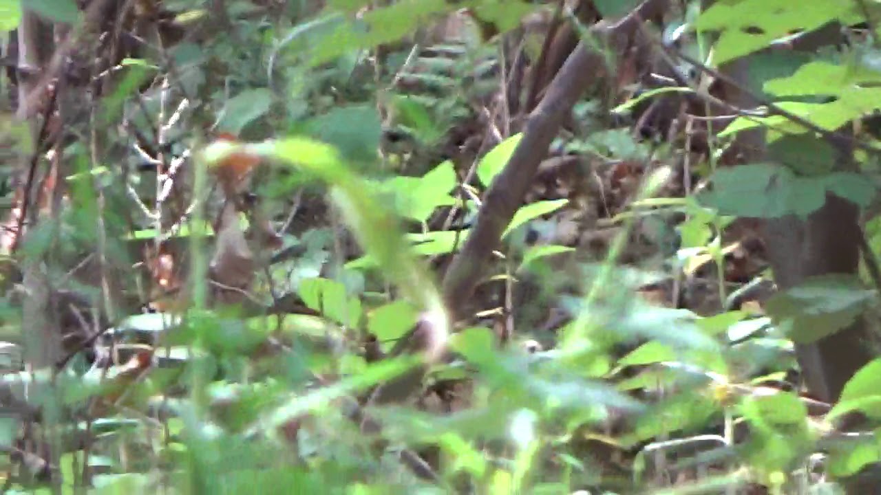 ~~ADORABLE BROOD OF NEW BABY CRYPTIDS!!! FOR Linda!! ~The Little People ...