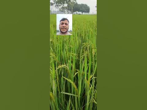 Dhan ke khet - YouTube