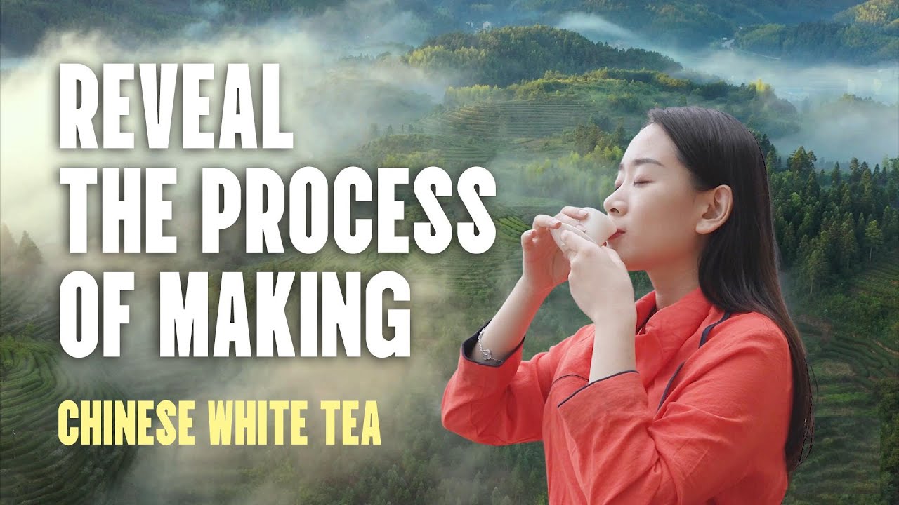 Reveal the process of making Chinese white tea - YouTube
