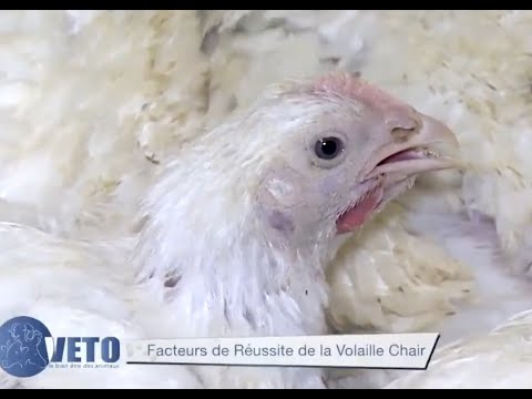 VOLAILLE DE CHAIR, COMMENT REUSSIR - YouTube