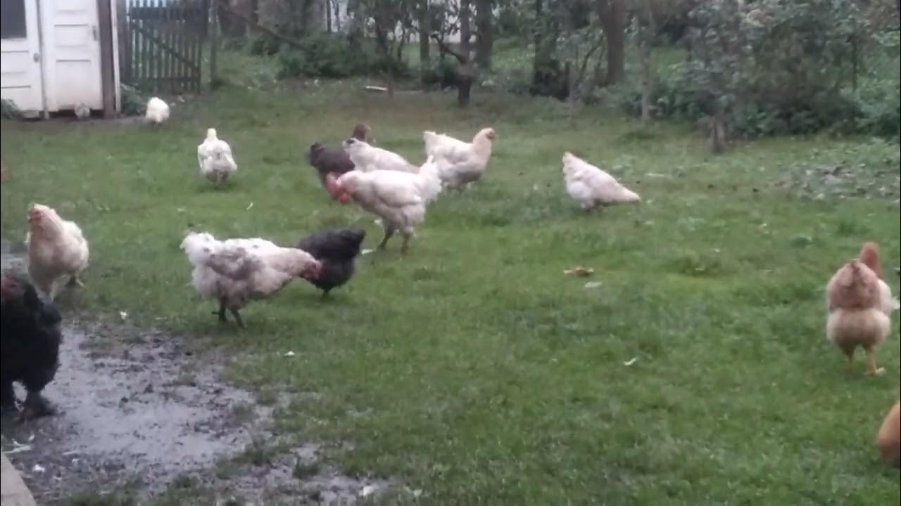 птиця на вигулі 🐔🐓🦃🐥🐣 - YouTube