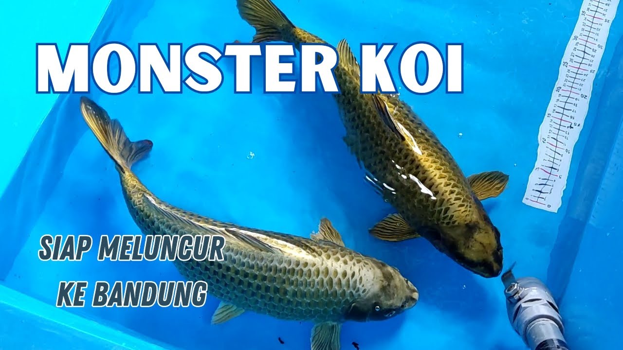 Kirim koi ukuran monster | Koi Jumbo Silver Fox - YouTube