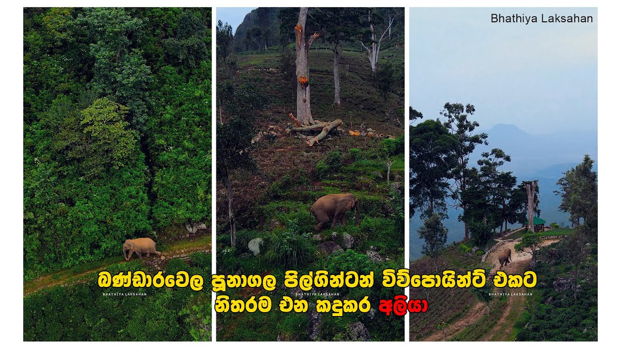 The mountain elephant that frequents Pilginton View Point, Bandarawela ...
