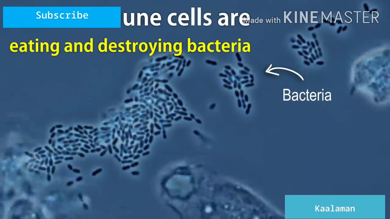 Phagocytosis the immune cells bacteria eater - YouTube