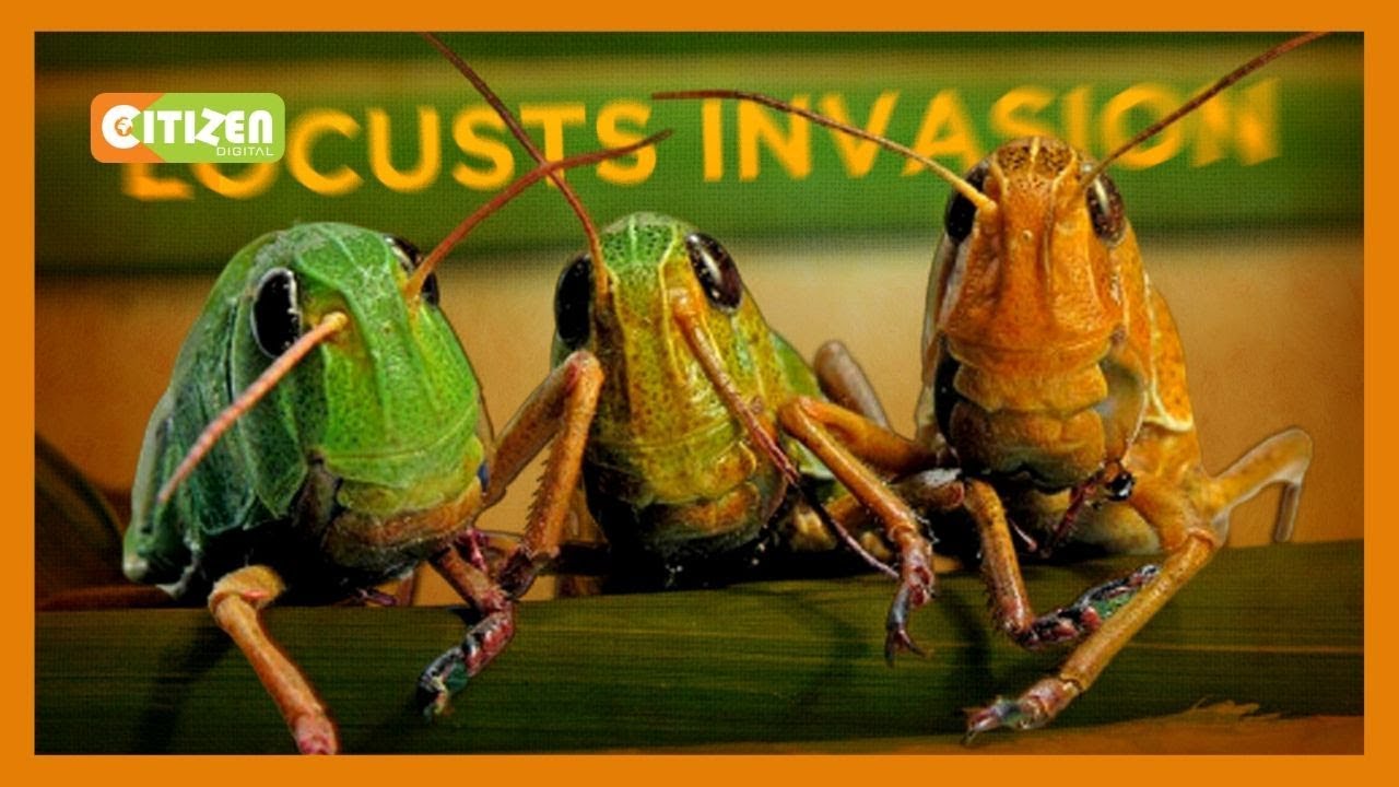 Government maintains brave face in the wake of locusts invasion - YouTube